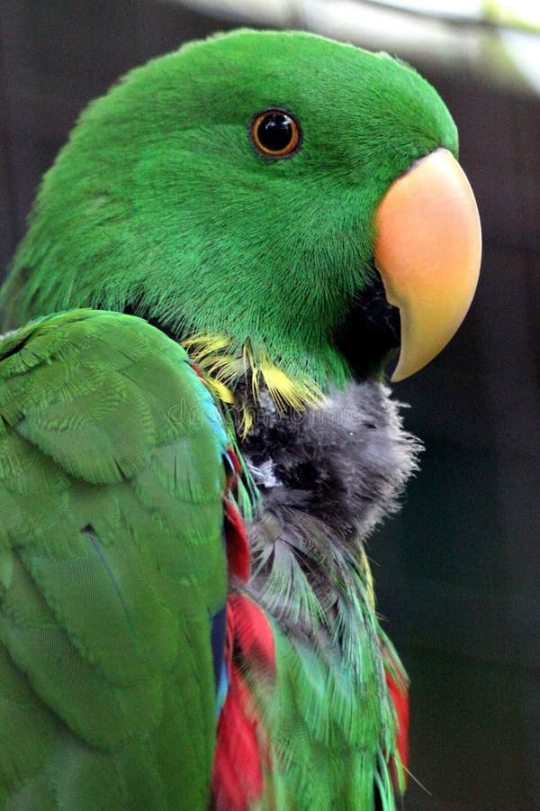 Philippine Parrot stock image. Image of philippine, parrot - 144544069