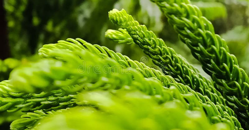 Philippine Pine Tree Closeup Shot Stock Image - Image of pine, shoot ...
