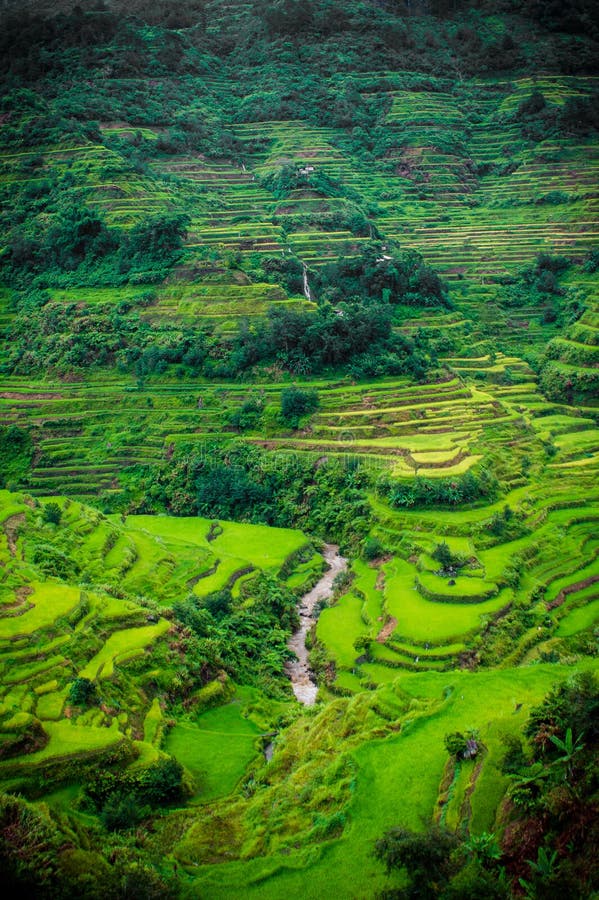 Philippine Rice Terraces stock image. Image of agriculture - 78298265