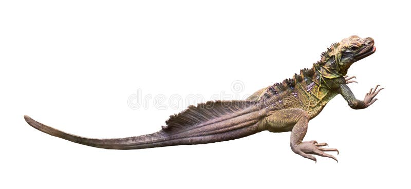 Philippine Sailfin Lizard stock photo. Image of sailfin - 39751078