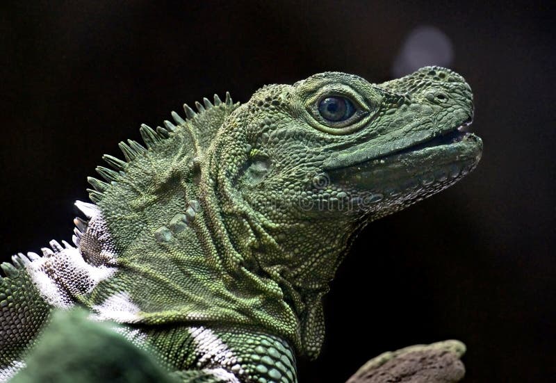 Philippine Sailfin Lizard 1 Stock Image - Image of strange, zoology ...