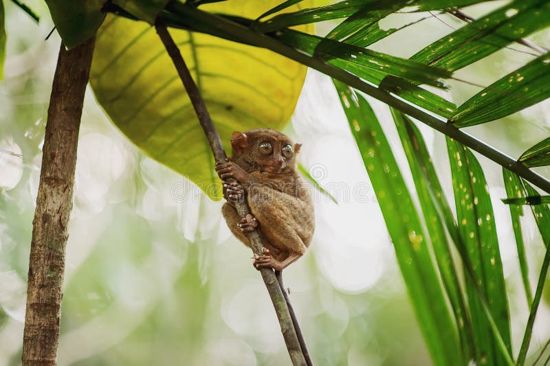 Tarsier stock photo. Image of cuddly, samar, species, eyes - 5130878