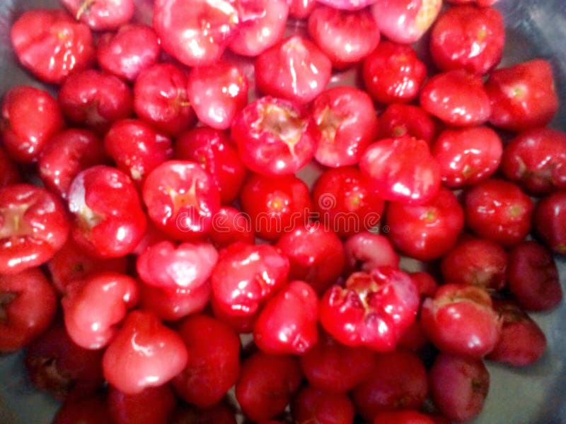 Philippine Tambis fruit stock photo. Image of roseapple - 108350892