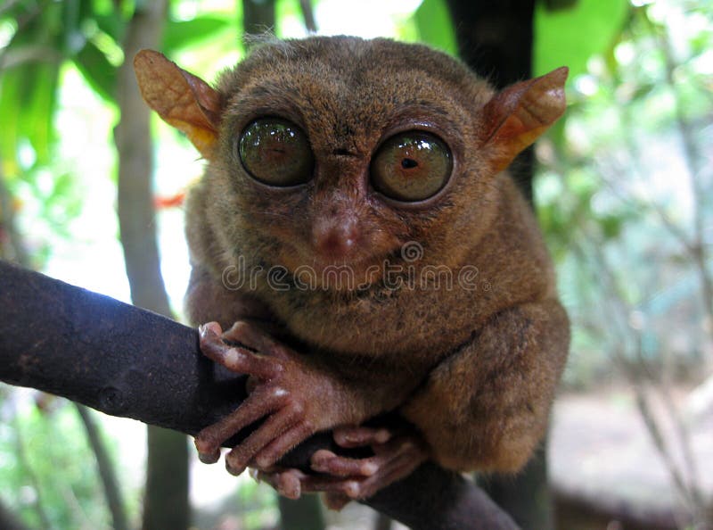 Malmag Or Tarsier