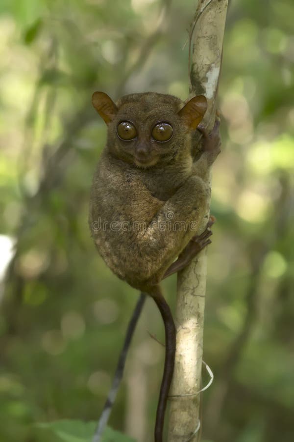 3+ Philippine tarsier Free Stock Photos - StockFreeImages