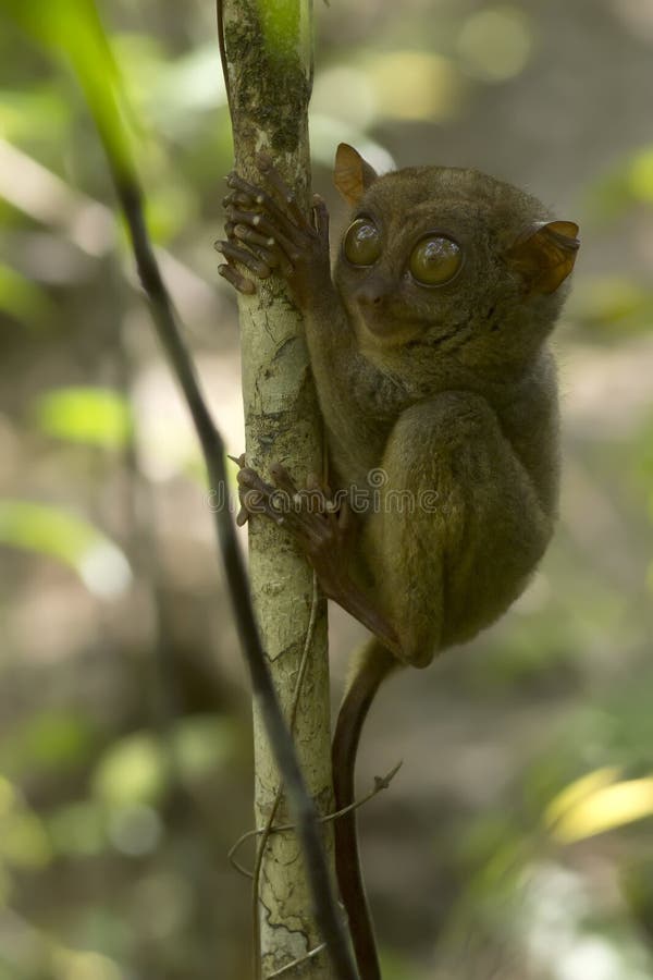 Philippine tarsier stock image. Image of eyes, philippine - 37498777