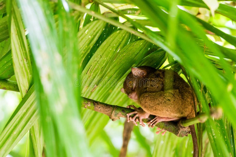Philippine Tarsier Branch Stock Photos - Free & Royalty-Free Stock ...