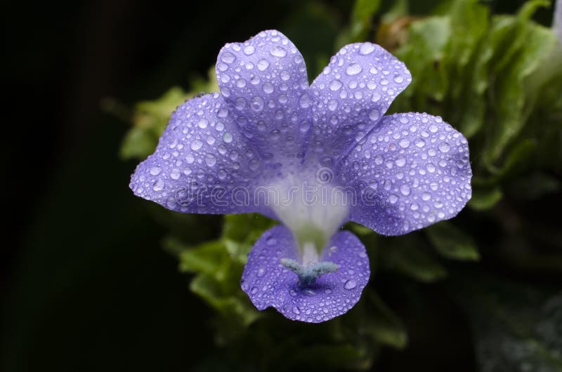 Philippine violet flower stock image. Image of philippine - 47662281