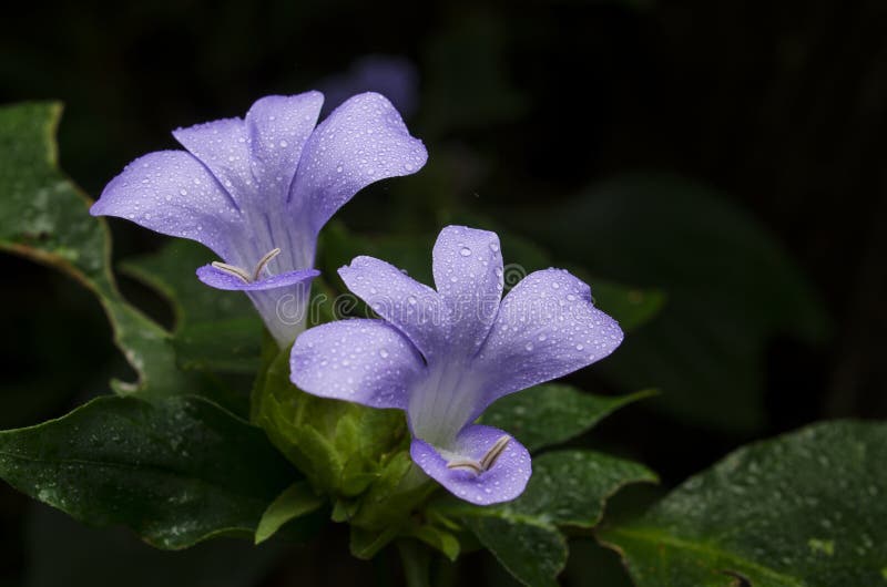 Philippine violet flower stock photo. Image of crested - 47662992