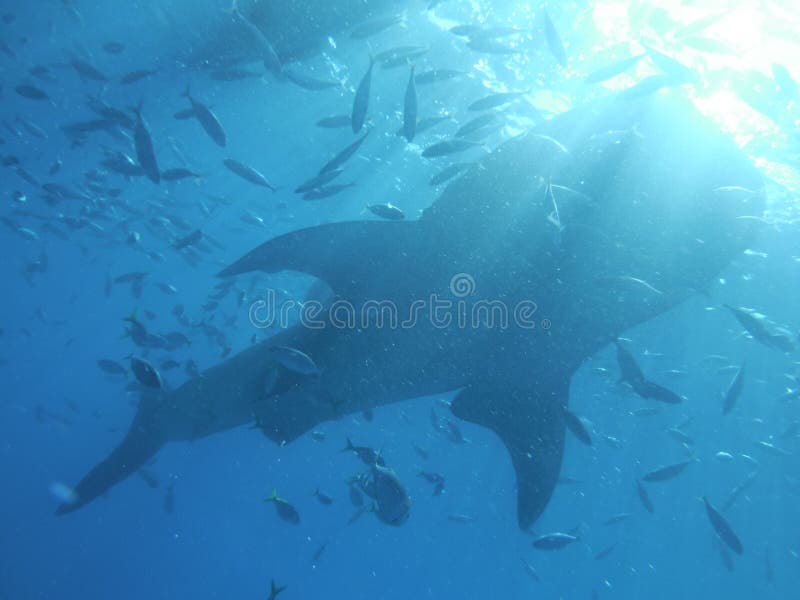 Philippine Whaleshark stock image. Image of whaleshark - 99298885
