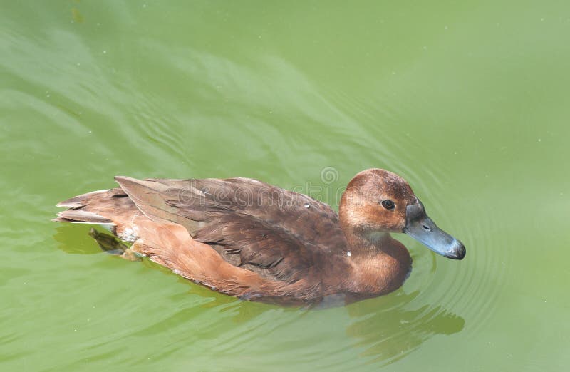 Philippine Duck (Anas Luzonica) Stock Image - Image of paddle, anas ...