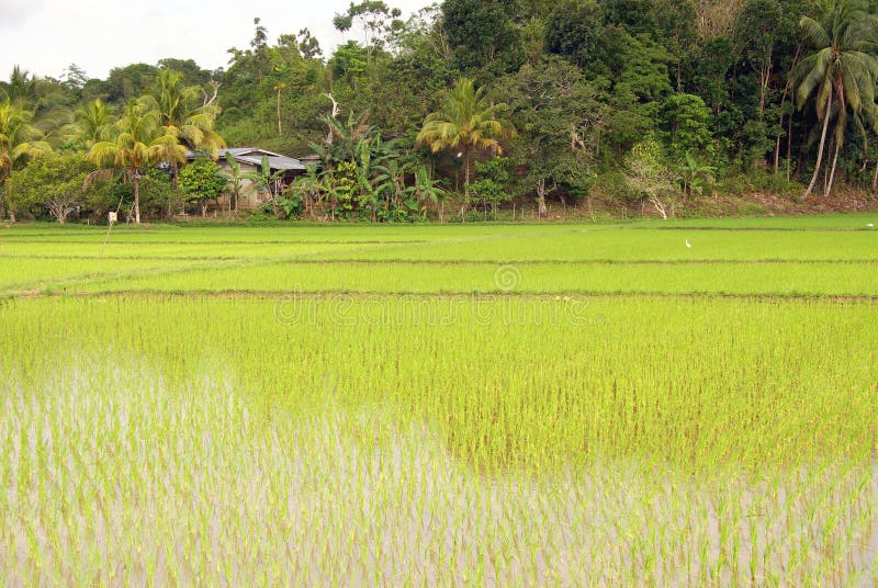The Rice Fields in the Lowlands of the Philippines Stock Photo - Image ...