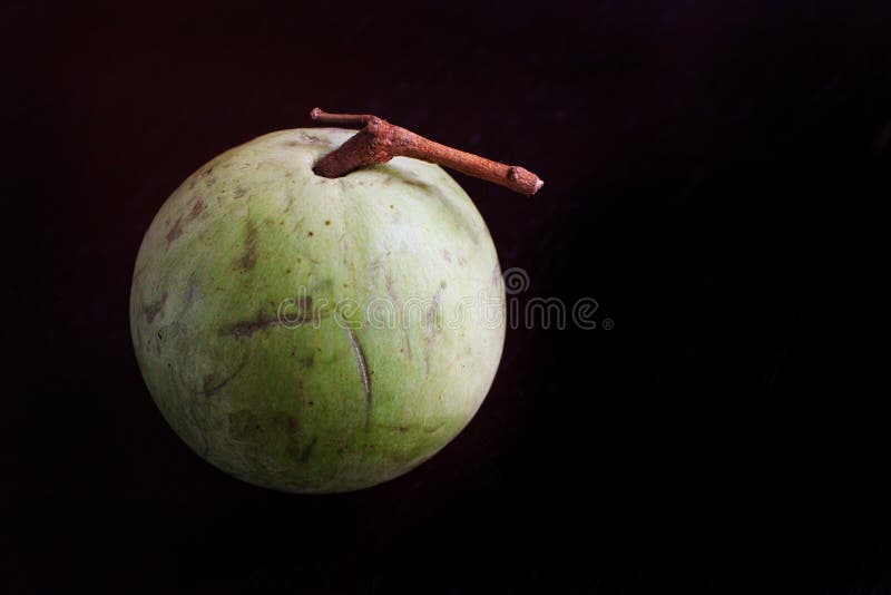 Philippines Chrysophyllum Cainito Stock Photo - Image of chrysopyhllum ...