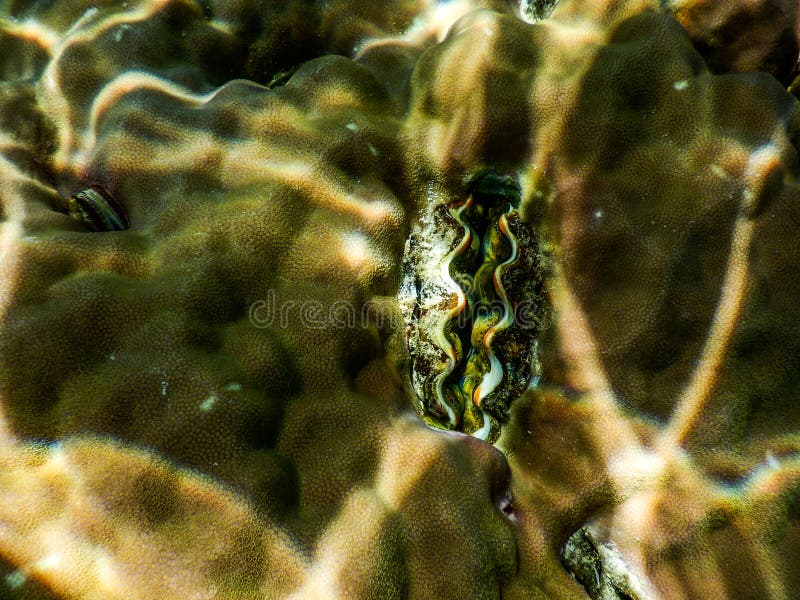 Philippines Coron Coral Garden Stock Photo - Image of screenshot, plant ...