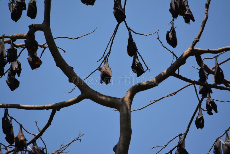 Philippines fruit bats stock image. Image of large, tree - 40308749