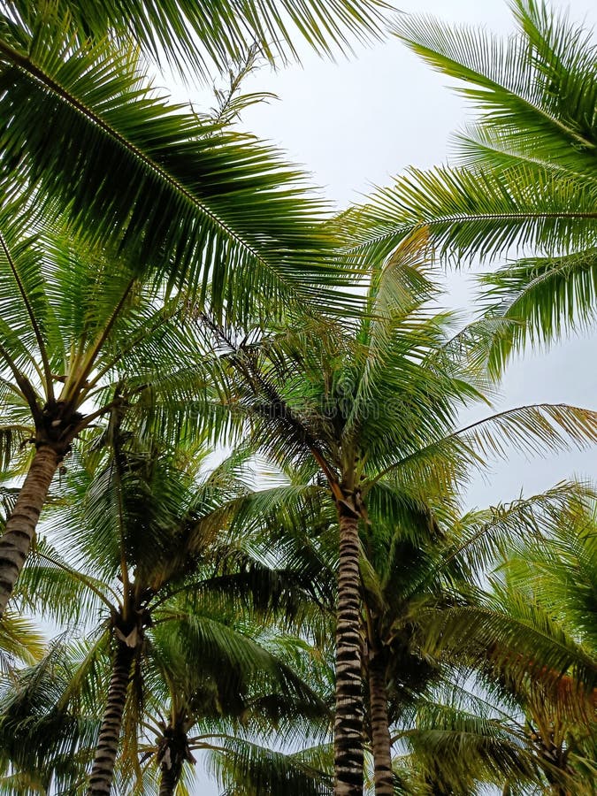Philippines, Nature, Tree, Jungle, Palm Trees, Green, Background ...