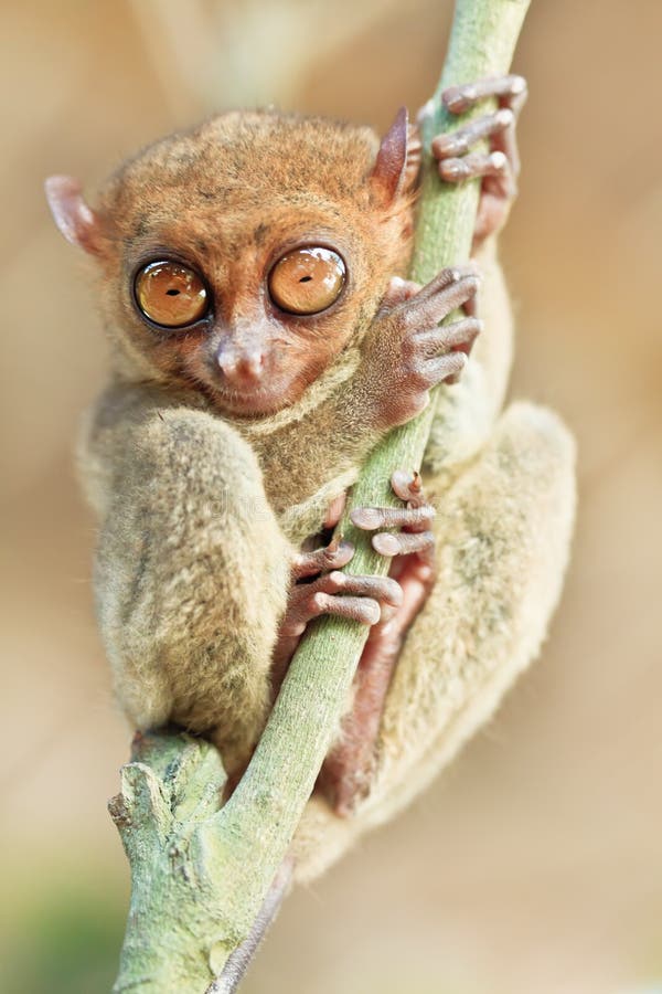 Phillipine tarsier stock image. Image of tarsius, funny - 18920709