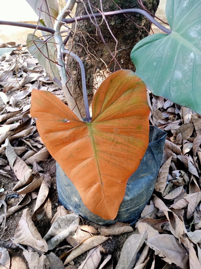 Philo Dark Lord Leaf Ready To Fall Stock Photo - Image of dark, philo ...