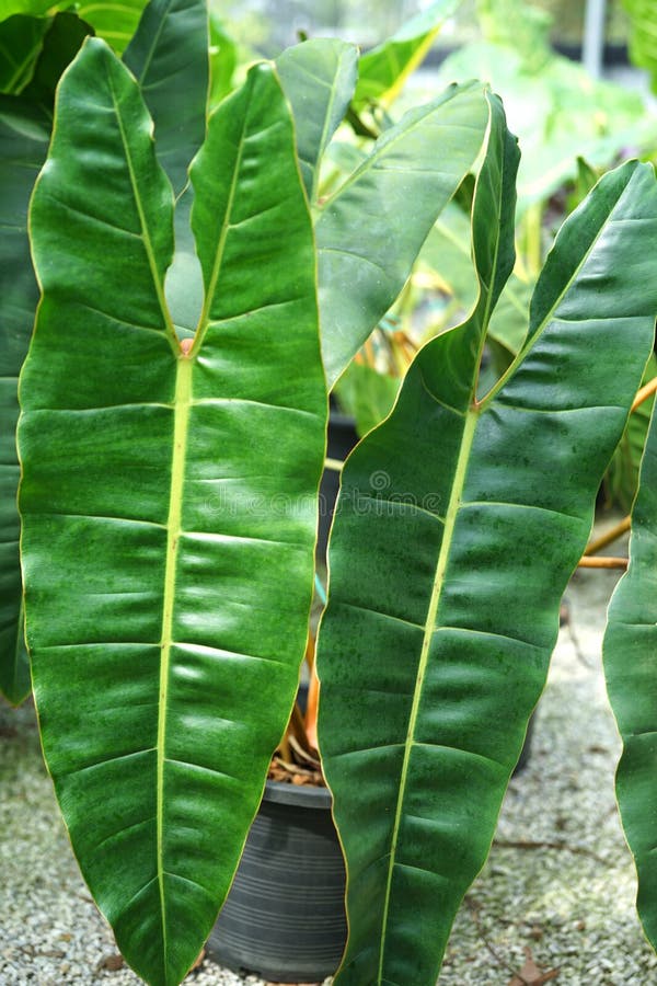 Philodendron Spp Plant in the Garden Stock Image - Image of garden ...