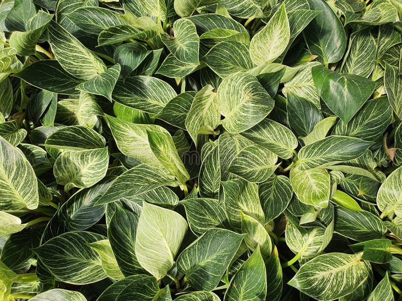 184 Philodendron Birkin Stock Photos - Free & Royalty-Free Stock Photos ...