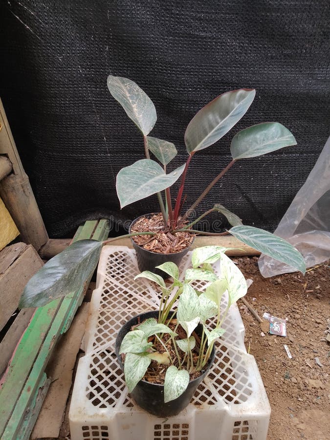 Philodendron black congo stock image. Image of painting - 247357081