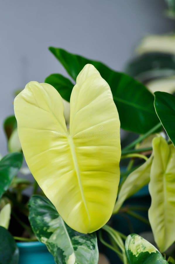 Philo Burle Plant Stock Photos - Free & Royalty-Free Stock Photos from ...