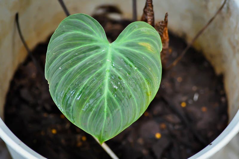 Philodendron Gloriosum ,Philodendron Plantor New Born Leaf Stock Photo ...