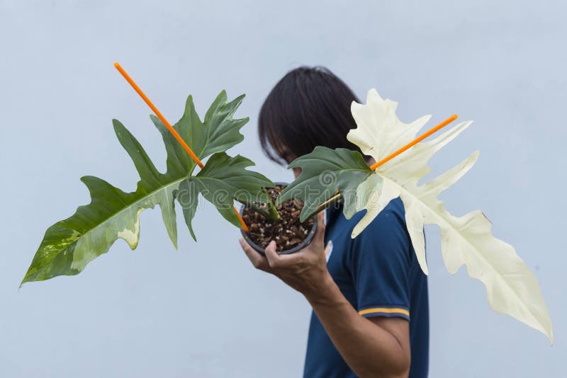 Philodendron Golden Dragon Varigated Stock Image - Image of indoor ...