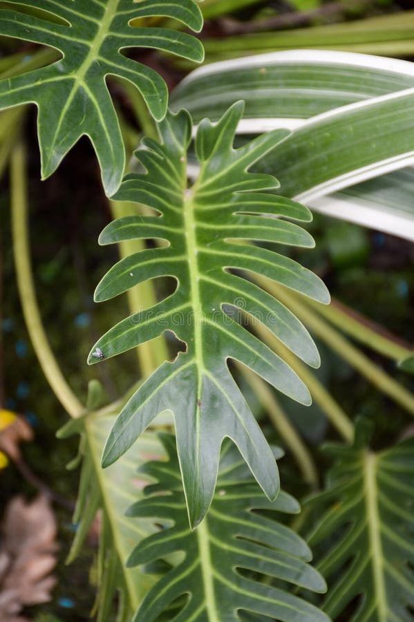 Philodendron leaves stock image. Image of fresh, philodendron - 85322189