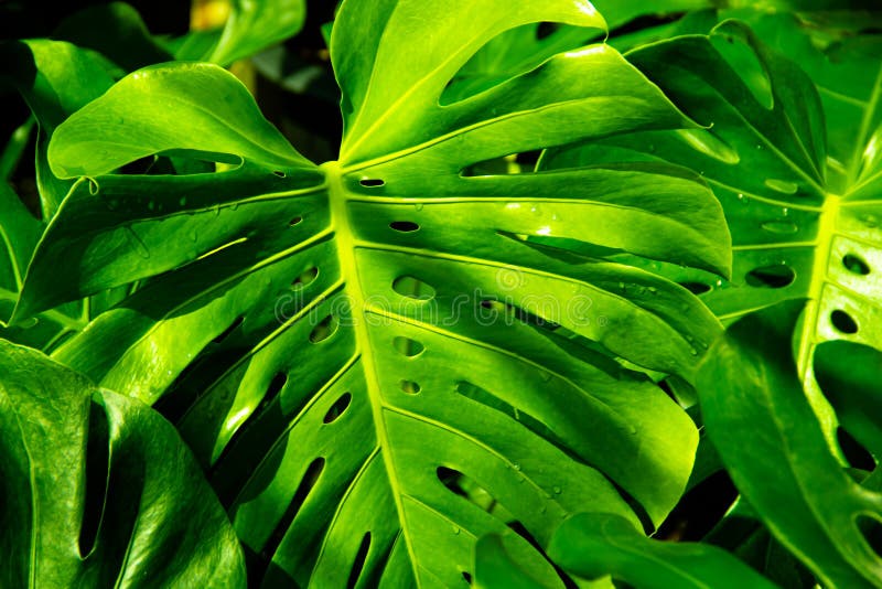 9 unique Italian indoor plants to furnish your home in 2023