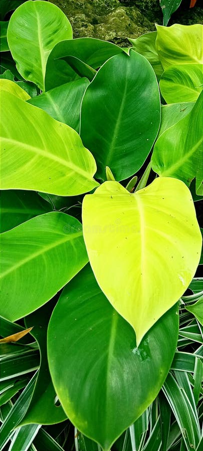 707 Greek Words Stock Photos - Free & Royalty-Free Stock Photos from ...