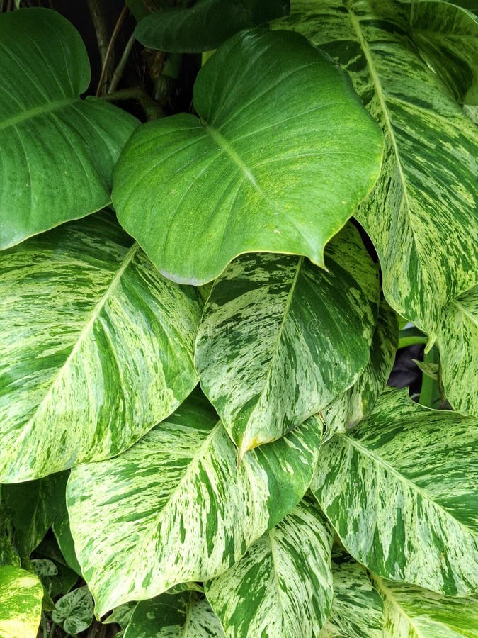 Philodendron Plant Leaves Photographed Closeup Stock Image - Image of ...