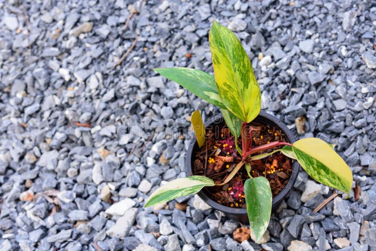 Philodendron Red Emerald / Philodendron Stawberry Shake Stock Image ...