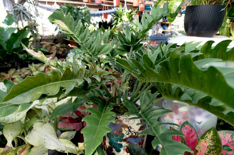 Philodendron Ring of Fire or Also Know As Jungle Boogie Stock Image ...