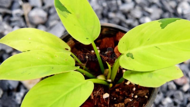 Philodendron Ruaysap Marble Variegated Stock Footage - Video of ...
