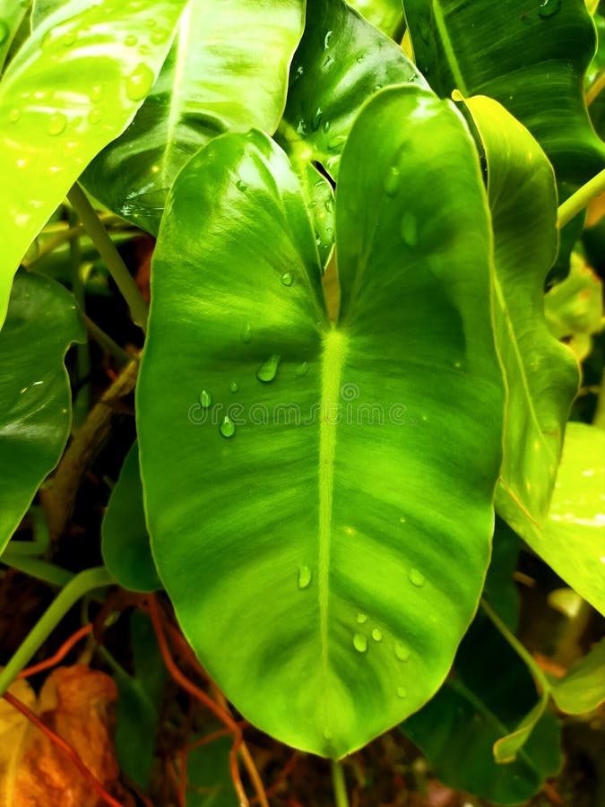 Philodendron Rugosum, Green Plants that Grow by Vines? Stock Photo ...
