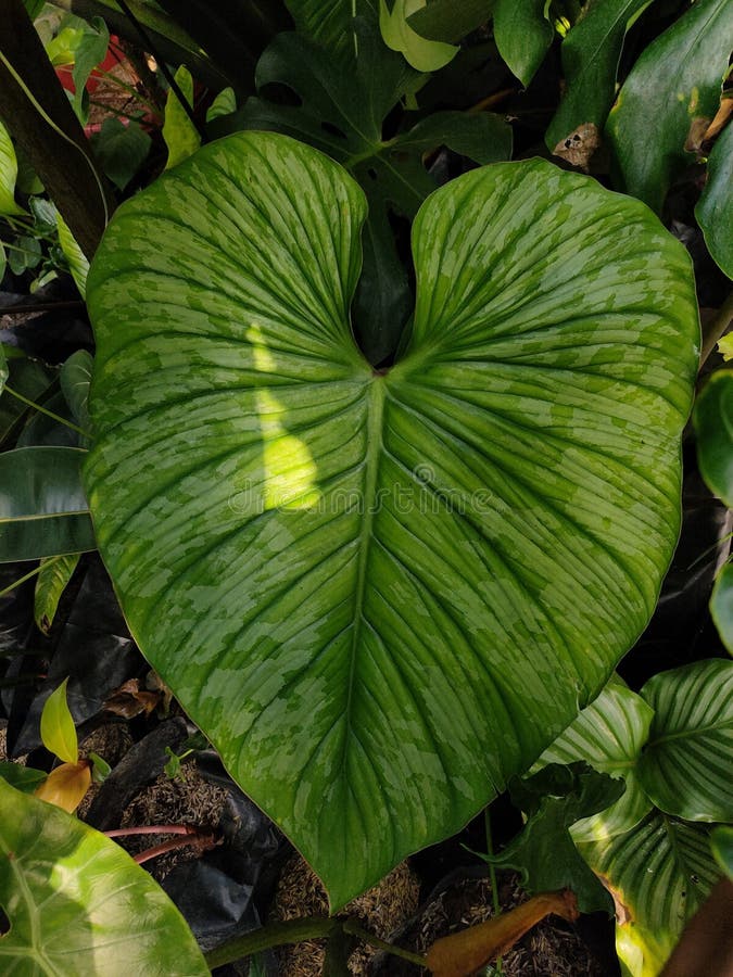 Philodendron silver cloud stock photo. Image of garden - 356342640