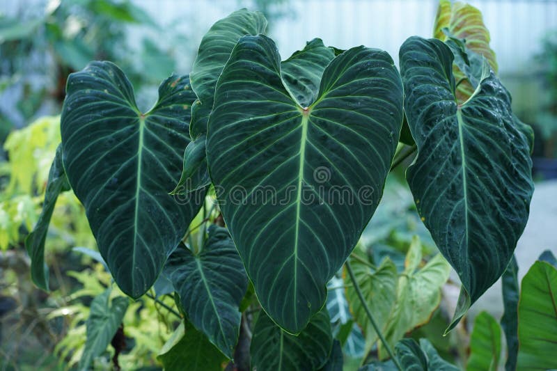 Philodendron Splendid Plant Image in Garden Stock Image - Image of ...