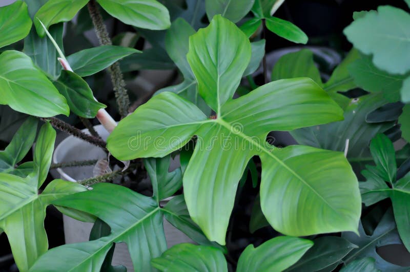 Philodendron Squamiferum or Philodendron Pedatum, Philodendron or ...