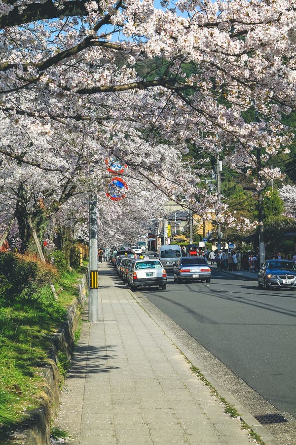 12 April 2012 Philosopher Walk, a Hiking Path Famous for Its Cherry ...