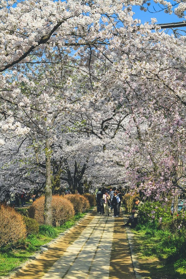 12 April 2012 the Philosophers Way in the Spring Time, Kyoto, Japan ...
