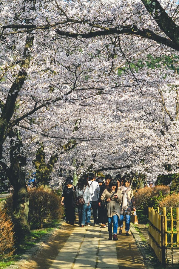 12 April 2012 the Philosophers Way in the Spring Time, Kyoto, Japan ...