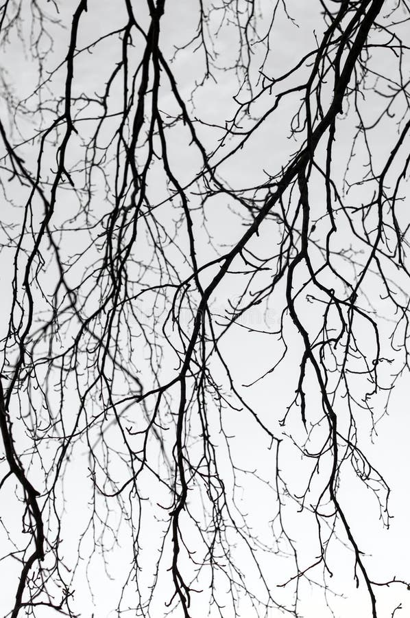 Contemplation Branch of Tree Stock Photo - Image of awakening, march ...