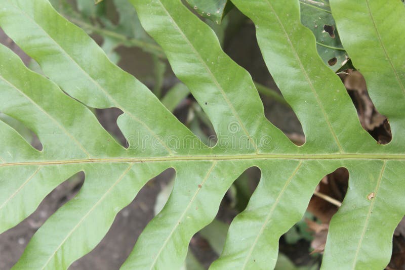 Phlebodium Aureum - Cabbage Palm Fern Golden Polypody Gold Foot Fern ...