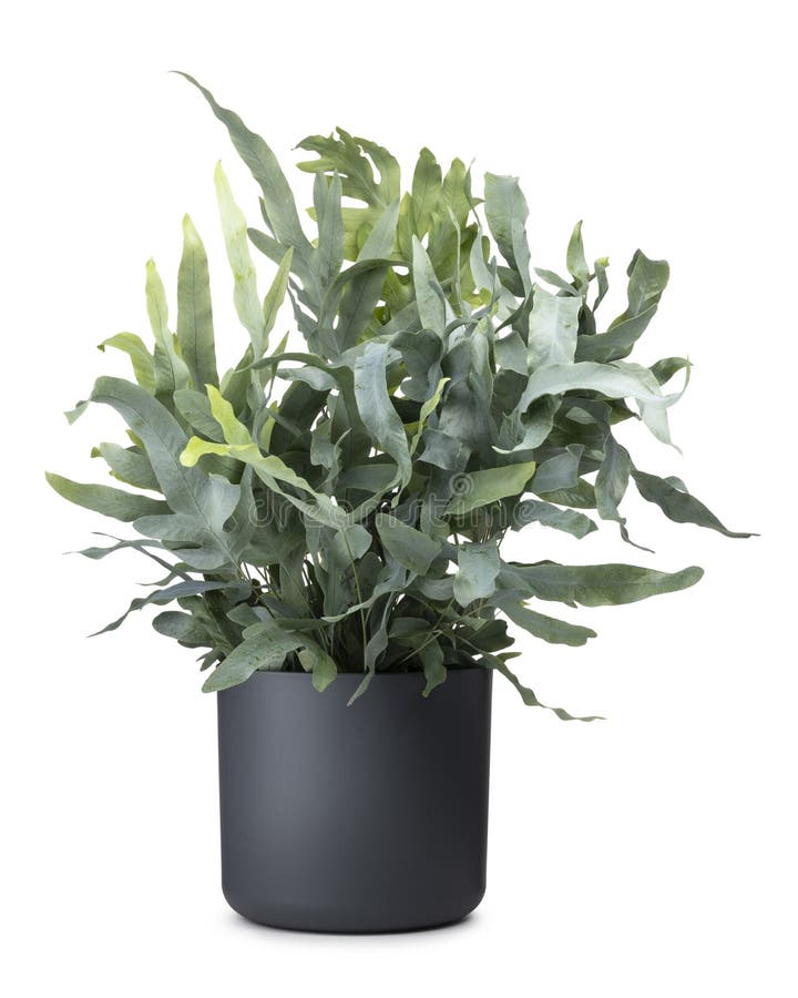 Phlebodium Plant on White Background Stock Image - Image of summer ...