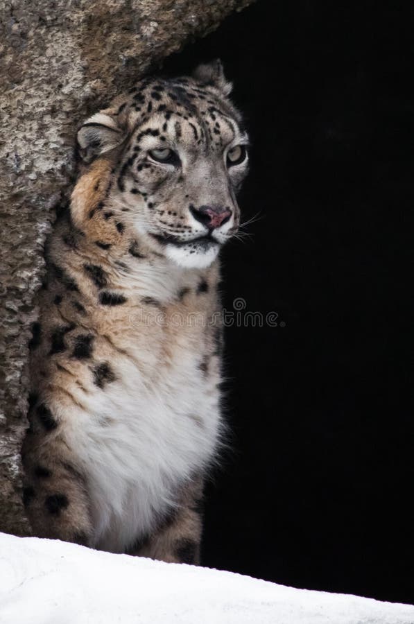 Phlegmatic and Thoughtful Snow Leopard in a Winter Cave?somewhat Dreamy ...