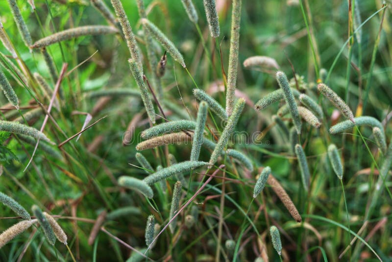 Phleum Pratense. Close Up of Timothy Grass, Common Weed, Meadow Stock ...