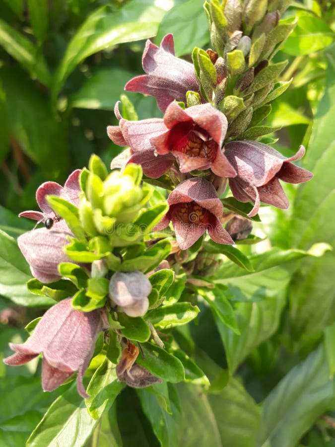 Phlogacanthus Pulcherrimus T.Anderson is in Subshrub Plant Family Stock ...