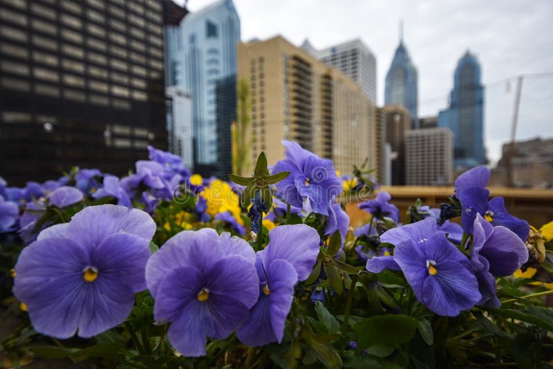 Phlowers Stock Photos - Free & Royalty-Free Stock Photos from Dreamstime