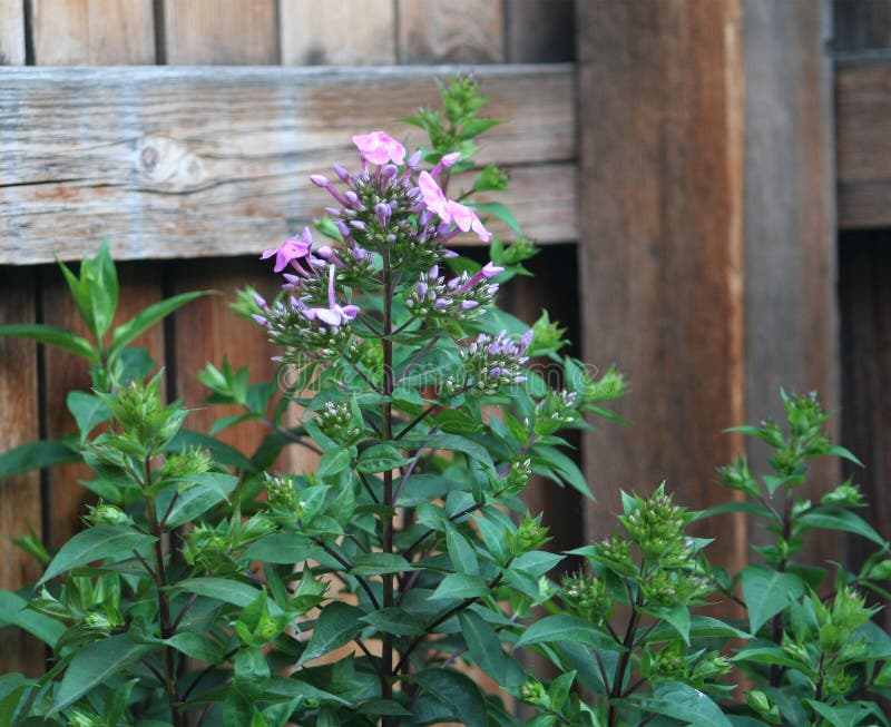 Phlox arkivfoto. Bild av nytt, blommor, budgie, purpurt - 95592130
